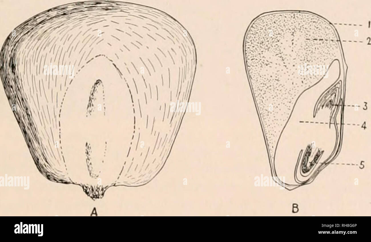 . Botany; principles and problems. Botany. A B C D E Fig. 112.—Th ...