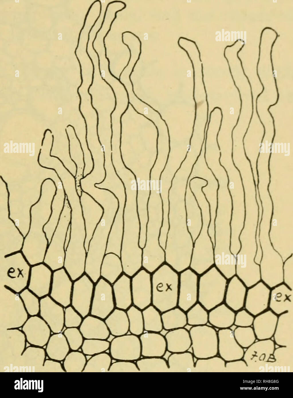 Exposed cortex hi-res stock photography and images - Alamy