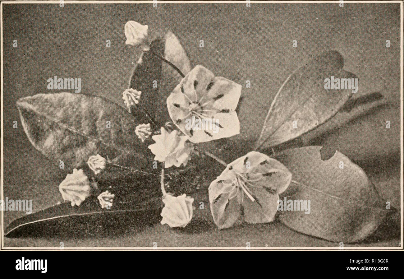 . Botany; principles and problems. Botany. Fig. 108.—Dimorphic flowers ...