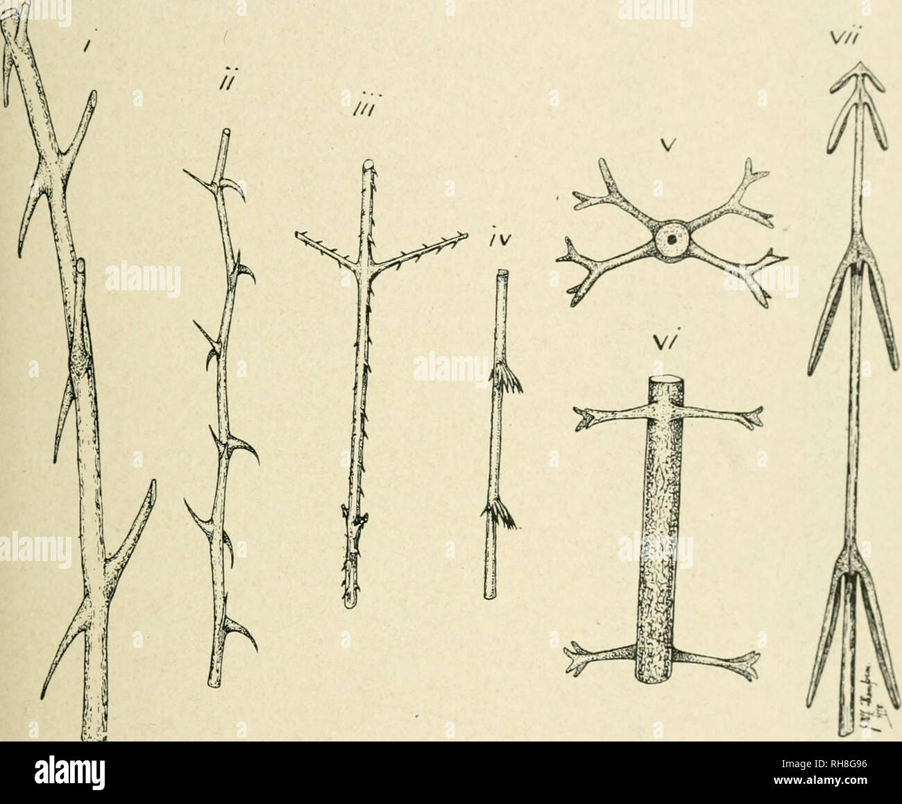 . Botany of the living plant. Botany. MODIFICATIONS OF FORM I8i ...