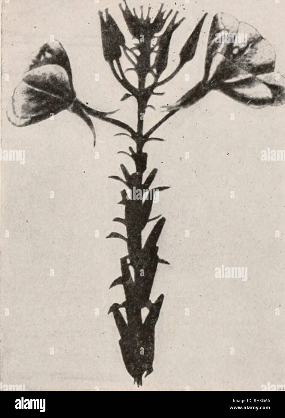 Primrose mutation hi-res stock photography and images - Alamy