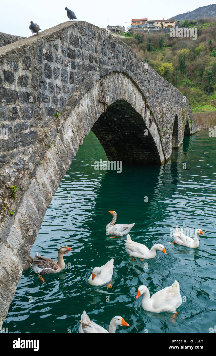 Swans swimming under the ancient stone arch bridge in Rijeka Crnojevica on a rainy day ...