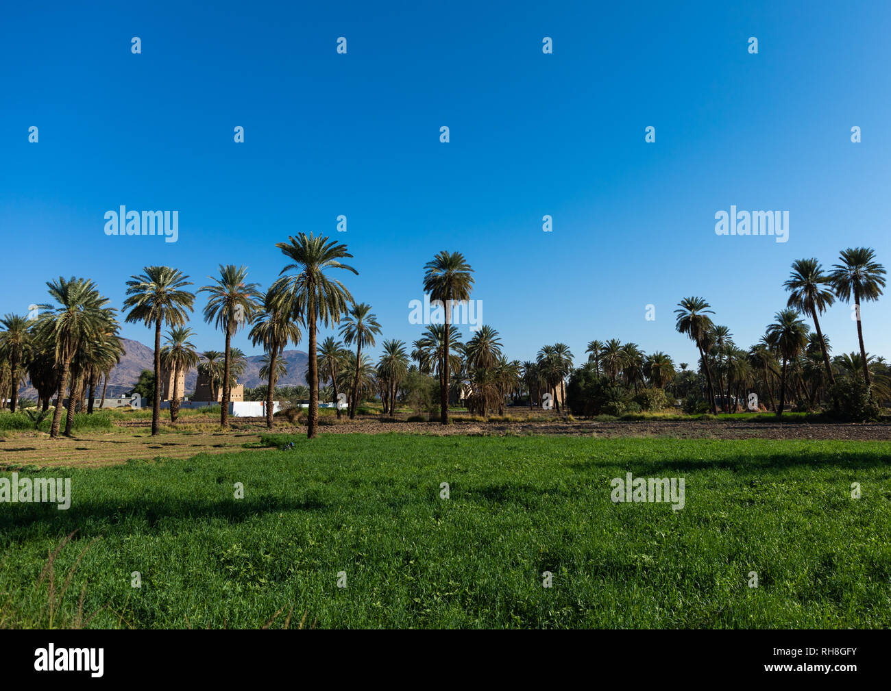 Local farm with palm trees, Najran Province, Najran, Saudi Arabia Stock ...
