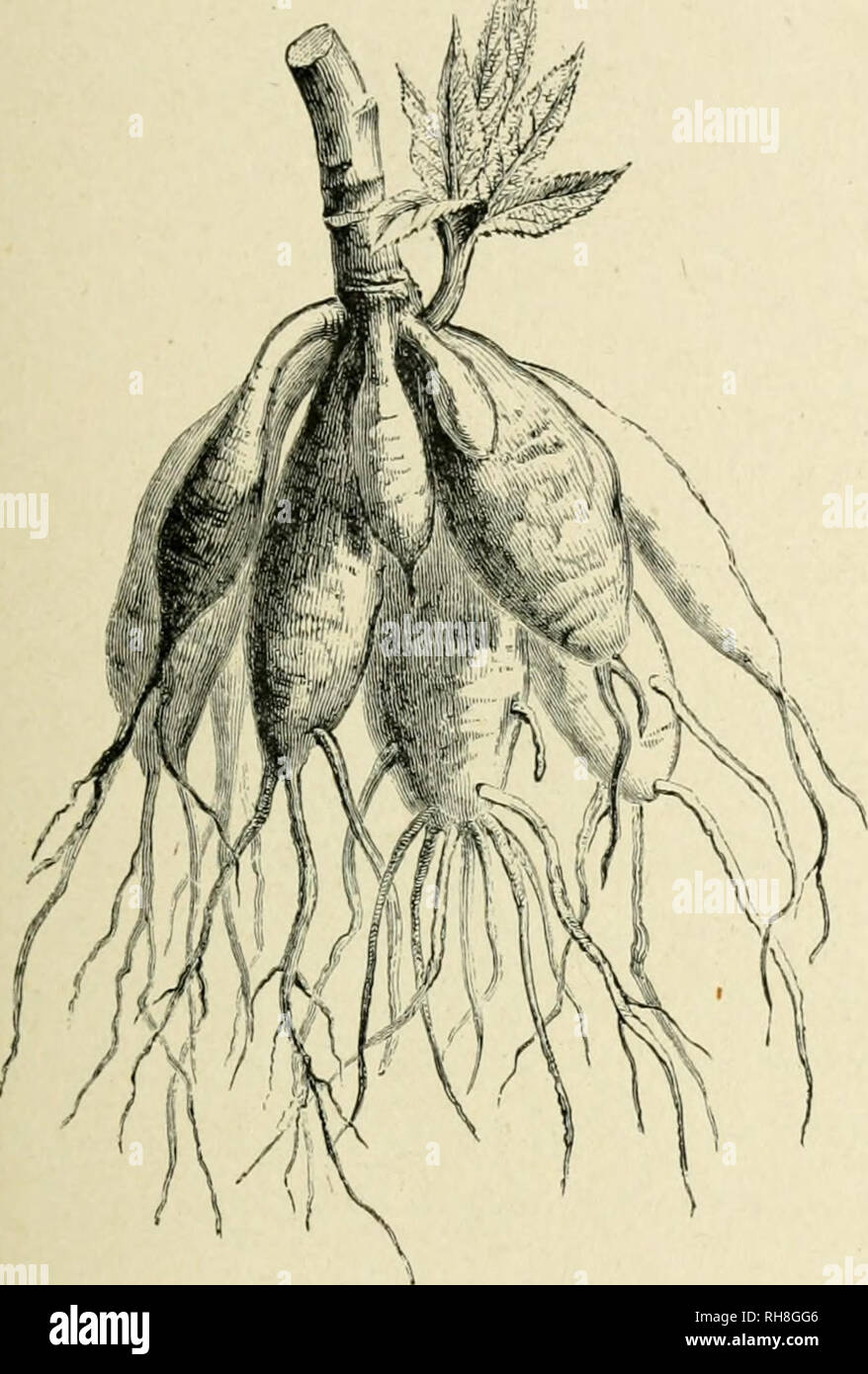 Axillary bud growth hi-res stock photography and images - Alamy