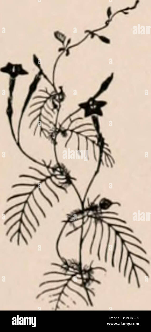 False trumpet hi-res stock photography and images - Alamy