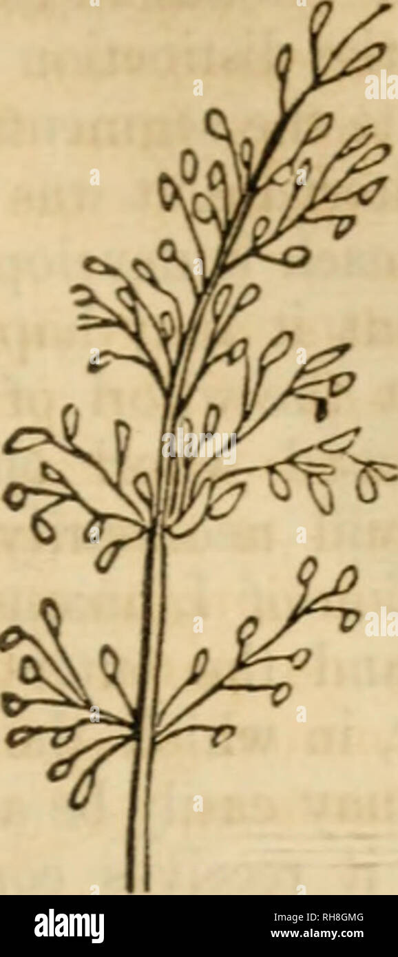 . Botany of the southern states. In two parts. Part I. Structural and ...