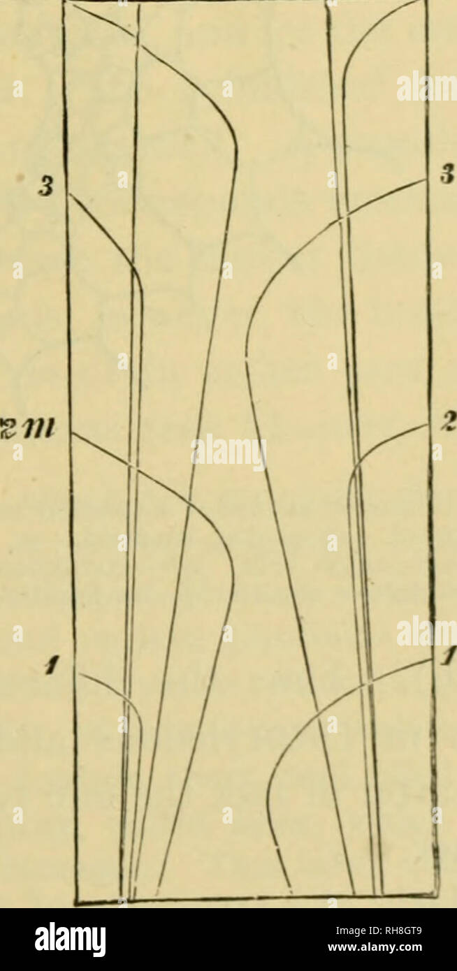 Vascular bundle from palm hi-res stock photography and images - Alamy