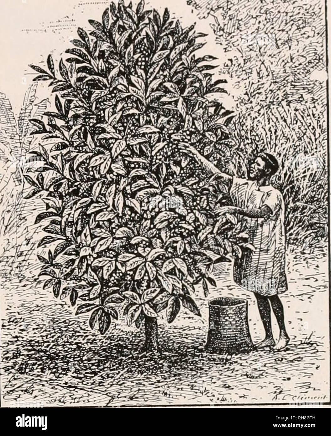 . Botany for agricultural students. Plants. COMPOSITE FAMILY 493 of ...