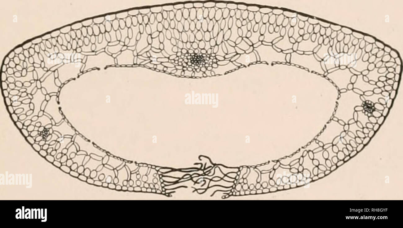 . Botany; principles and problems. Botany. Epidermal Cell Fig. 82.—The ...