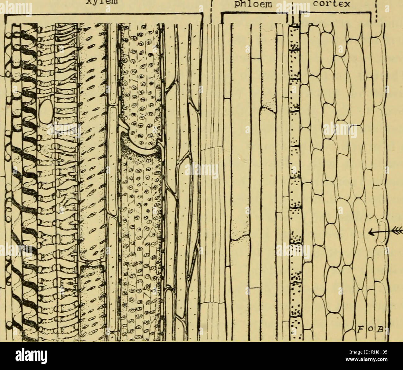 Phloem sieve plates hi-res stock photography and images - Alamy
