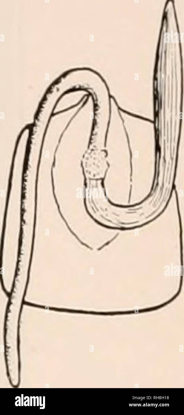 Prostrate position hi-res stock photography and images - Alamy