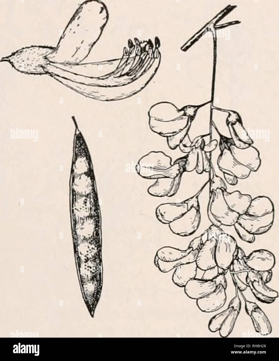 Sympetalae hi-res stock photography and images - Alamy