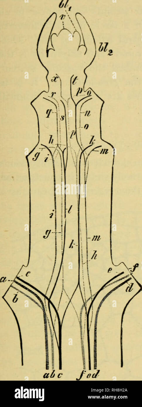 Clematis shoot hi-res stock photography and images - Alamy