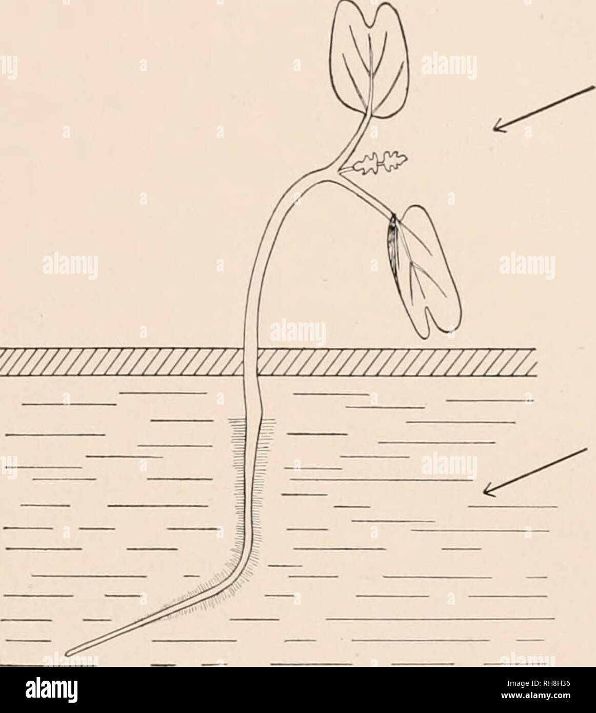 Phototropic hi-res stock photography and images - Alamy