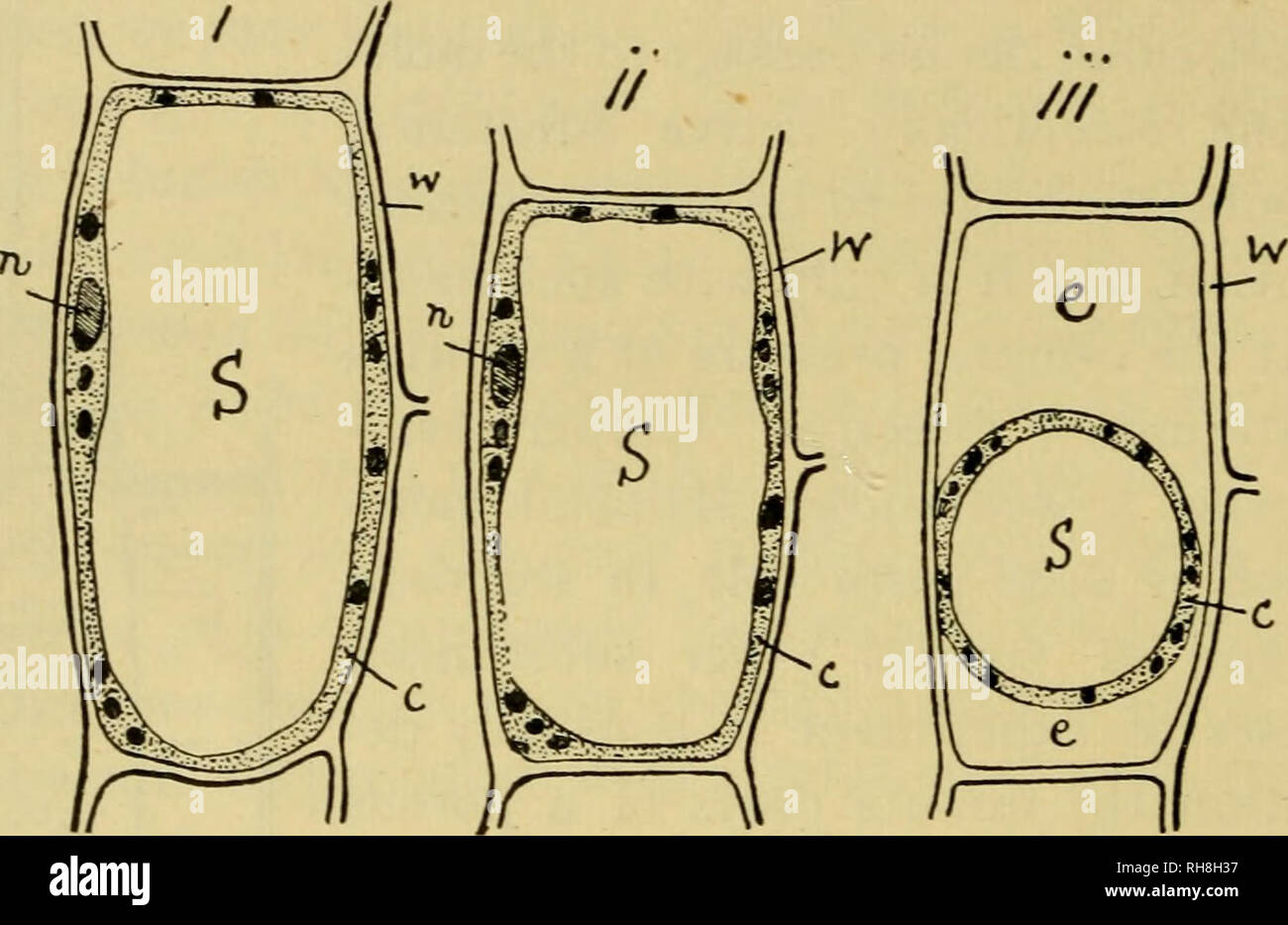 . Botany of the living plant. Botany; Plants. 36 BOTANY OF THE LIVING ...
