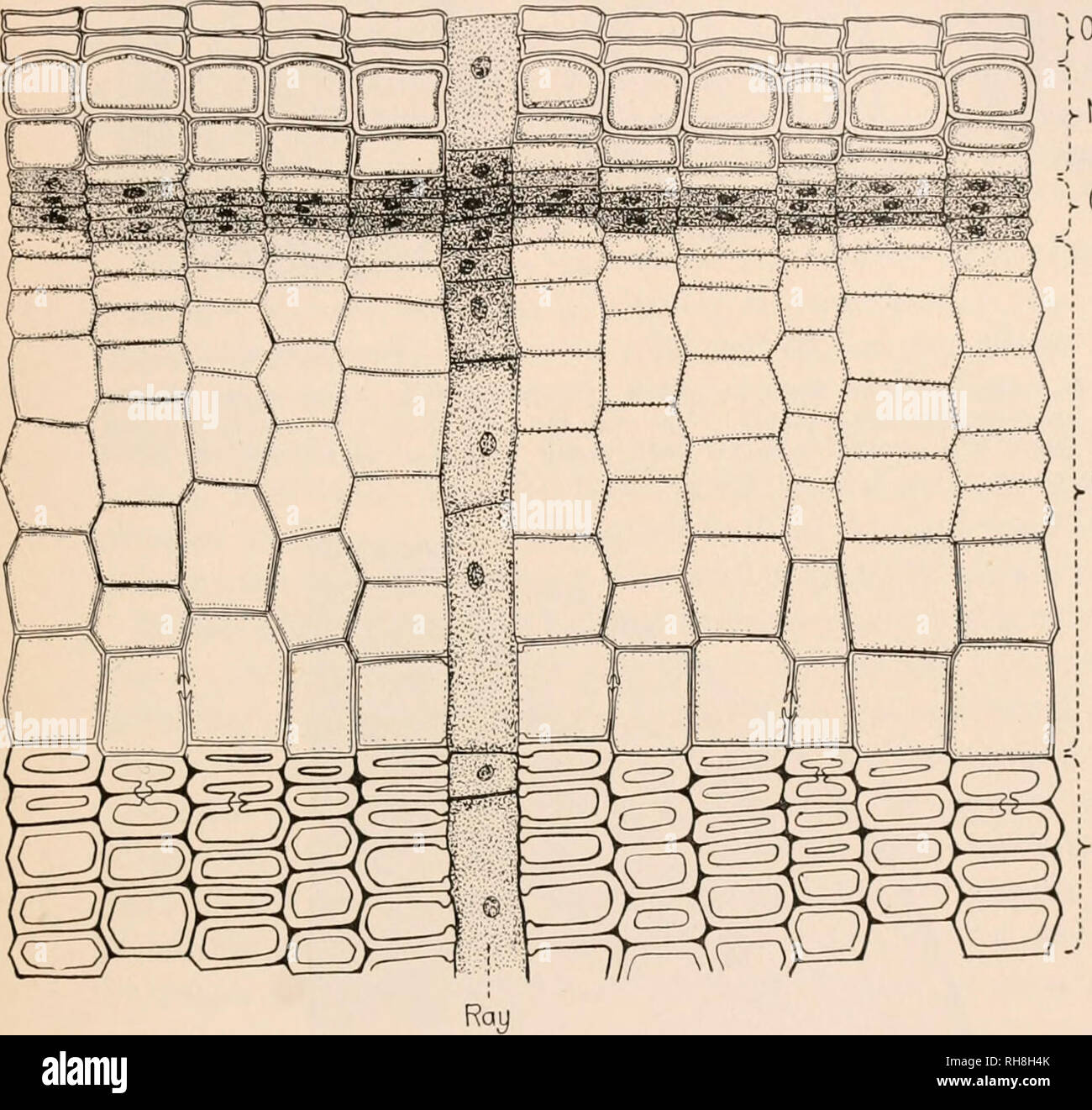 Bast bas hi-res stock photography and images - Alamy