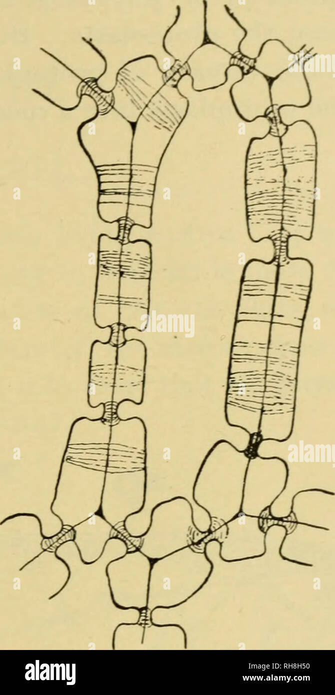 . Botany of the living plant. Botany; Plants. Fig. 16. Continuity of ...
