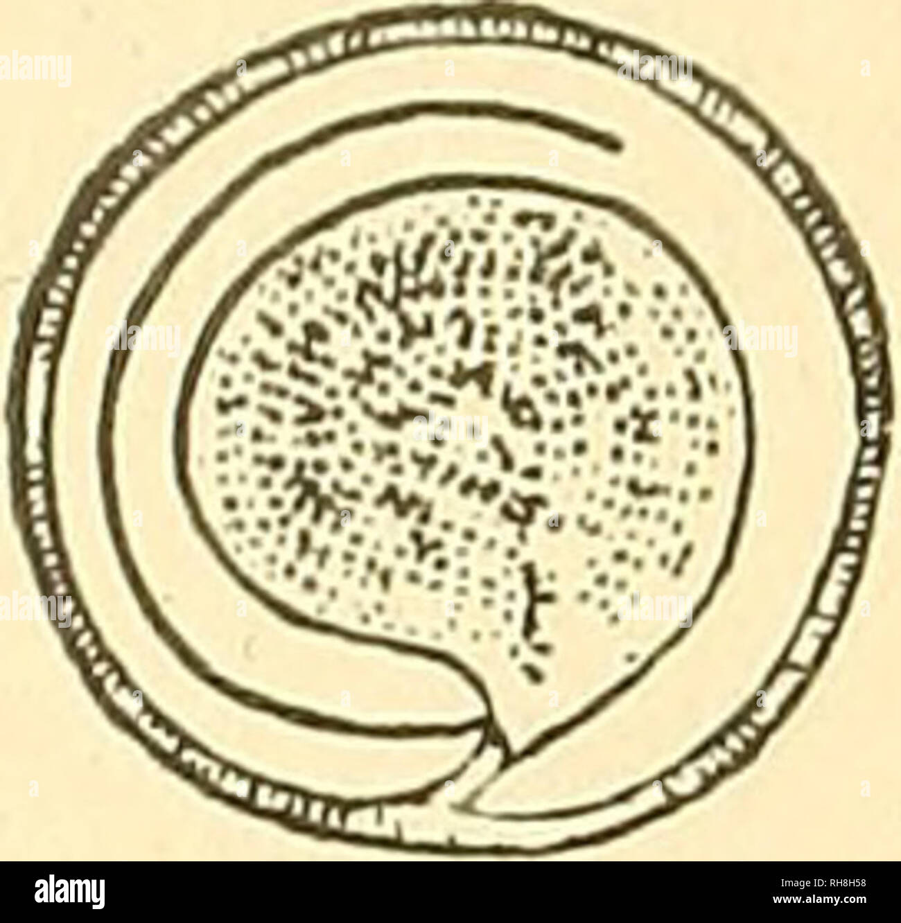 . Botany for high schools and colleges. Botany. 496 BOTANY. Order ...