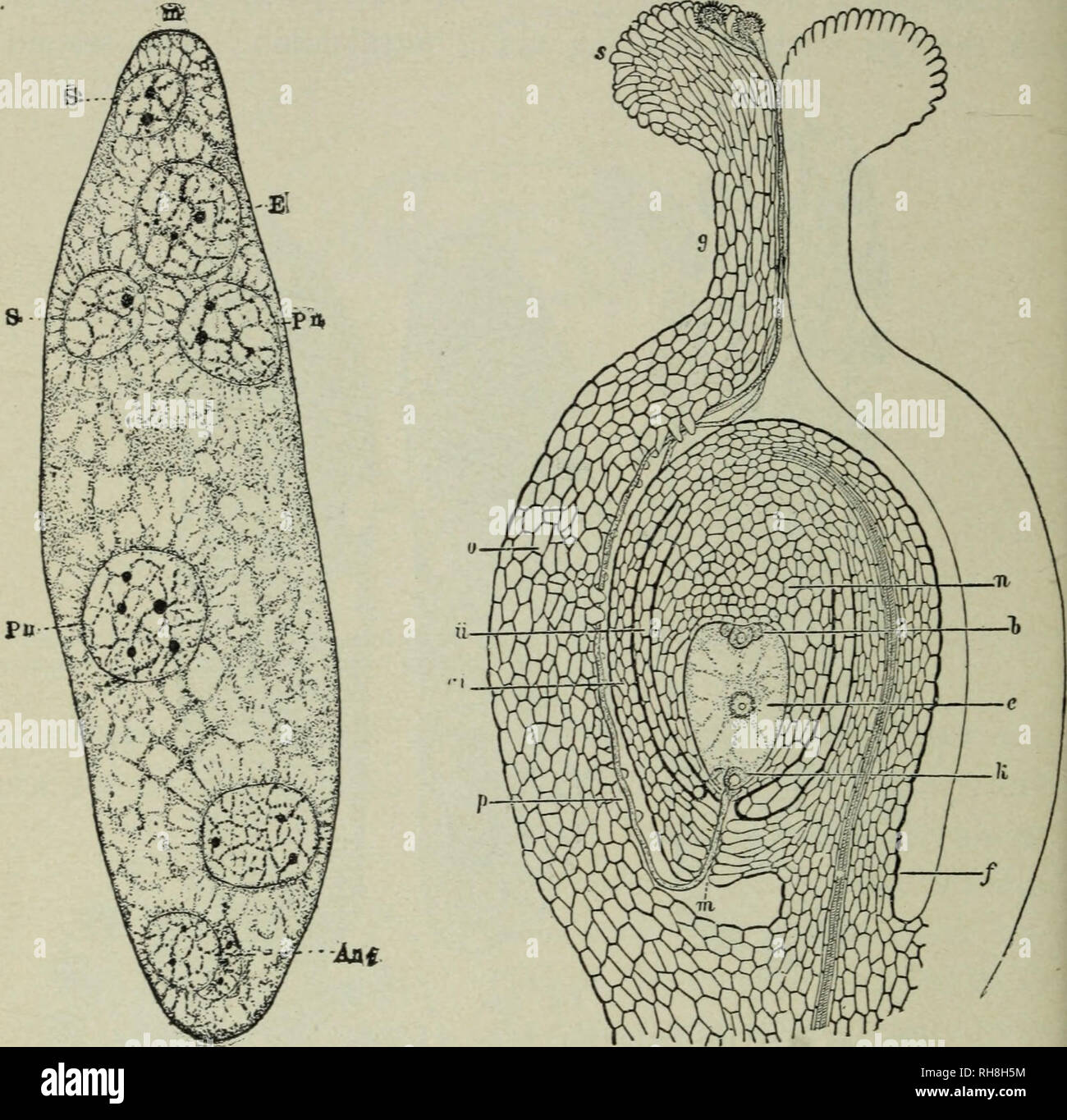 Antipodal cells hi-res stock photography and images - Alamy