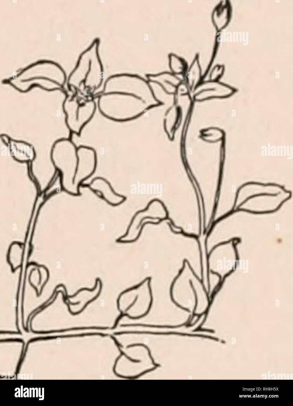 Showy panicle hi-res stock photography and images - Alamy