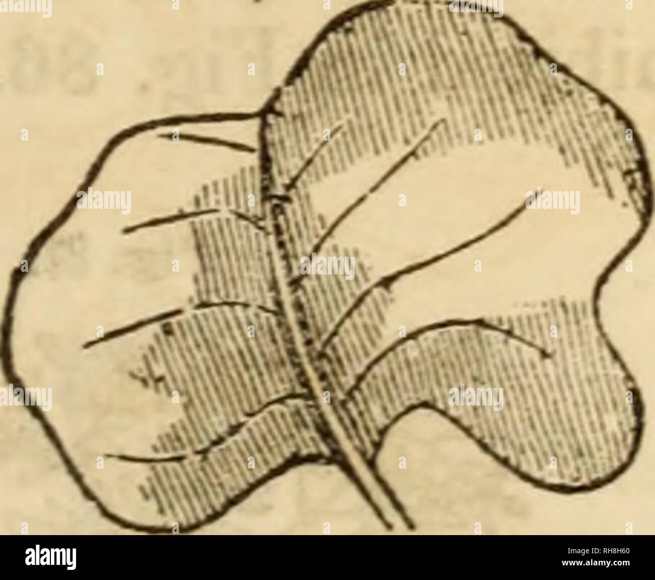 . Botany of the southern states. In two parts. Part I. Structural and ...
