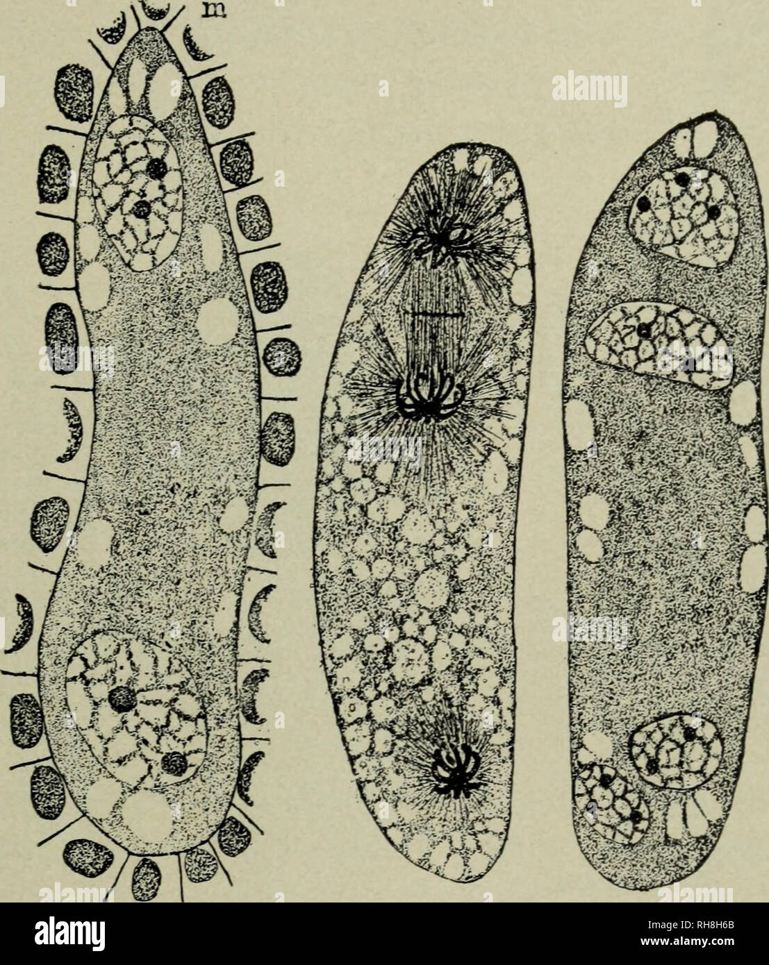 . Botany for high schools. Botany. ANGIOSPERMS 383 tube in bringing the ...