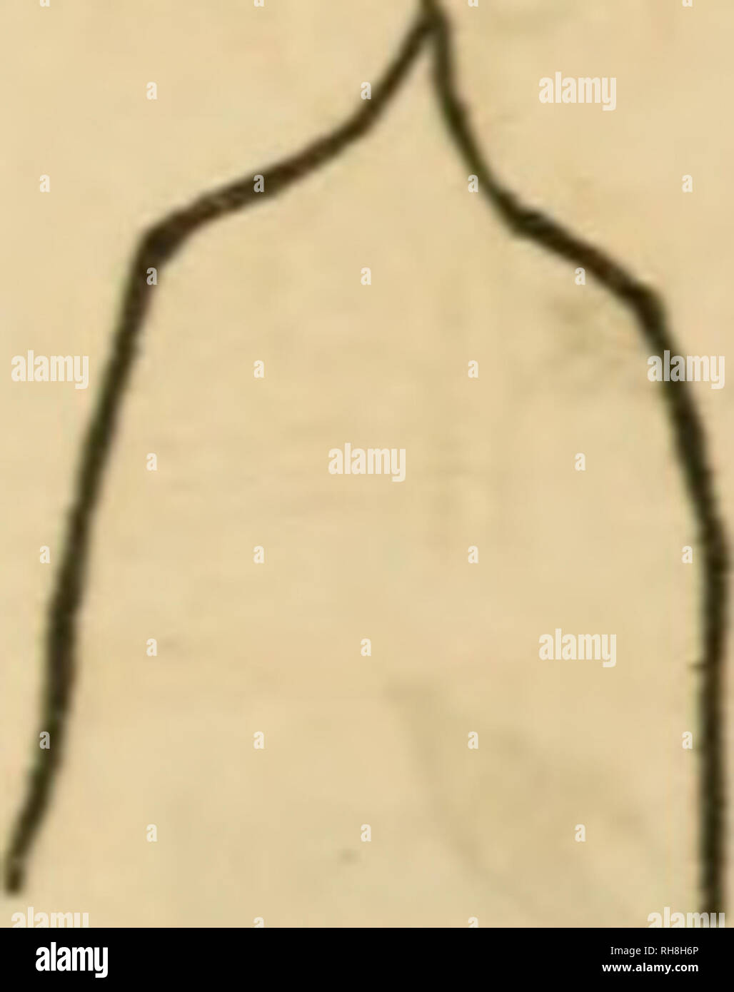 Pectinate leaf hi-res stock photography and images - Alamy