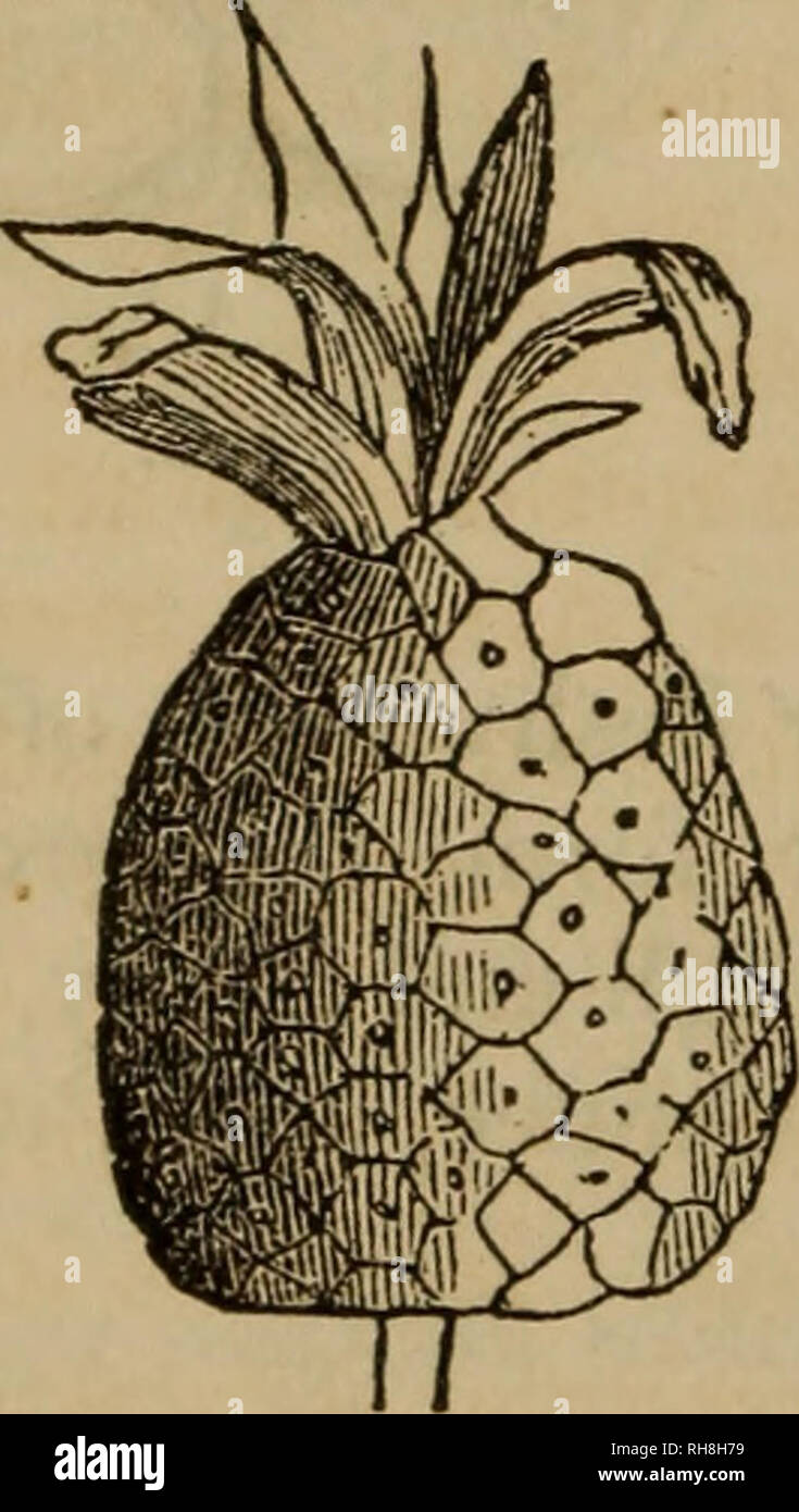 Replum hi-res stock photography and images - Alamy