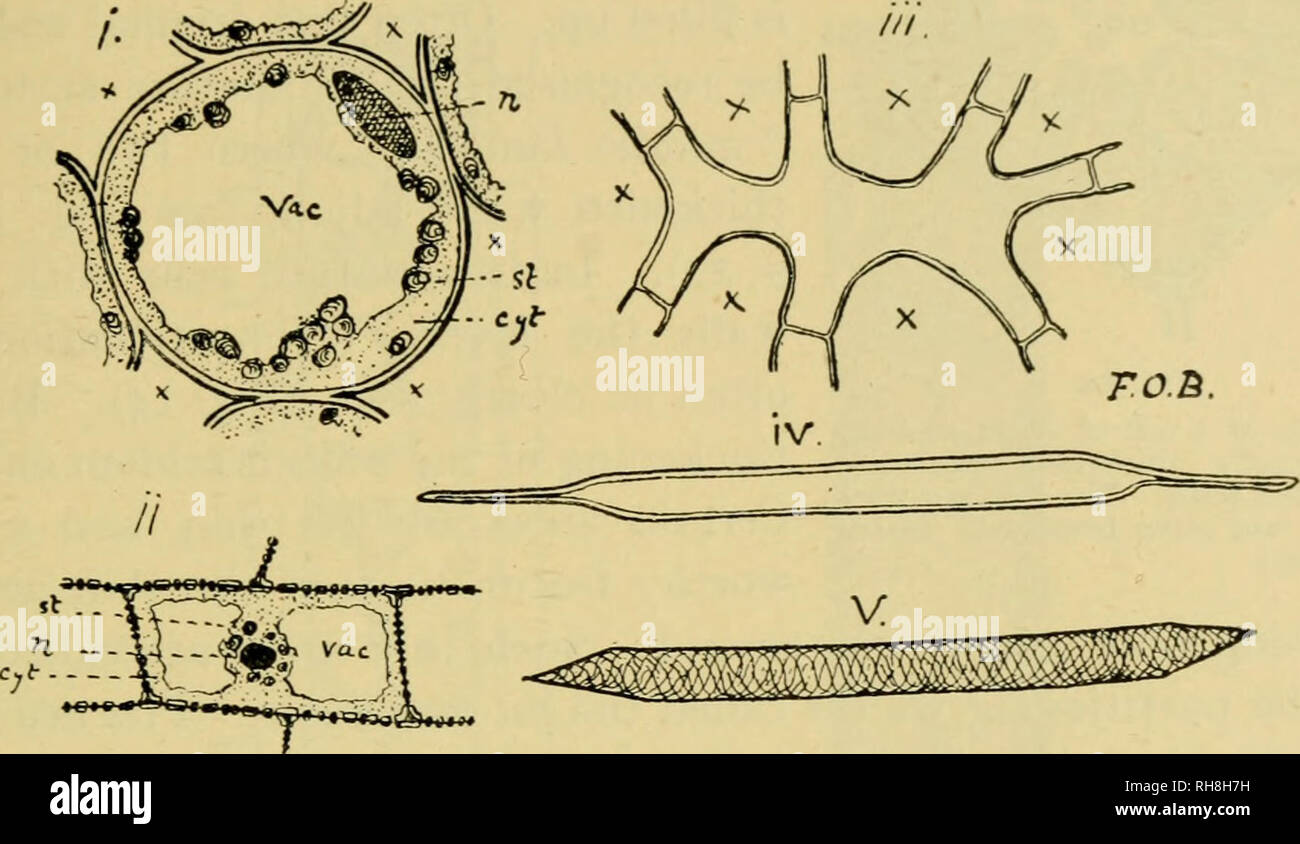 Oblique leaf plants hi-res stock photography and images - Alamy