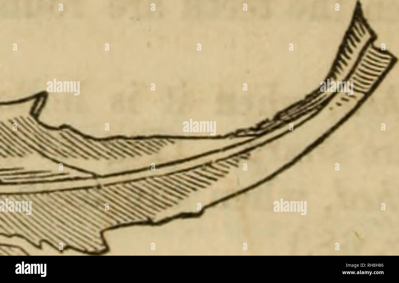 Pectinate leaf hi-res stock photography and images - Alamy