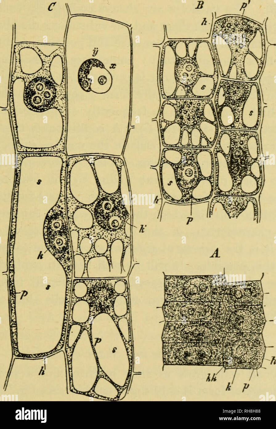 Plant Cell Differentiation
