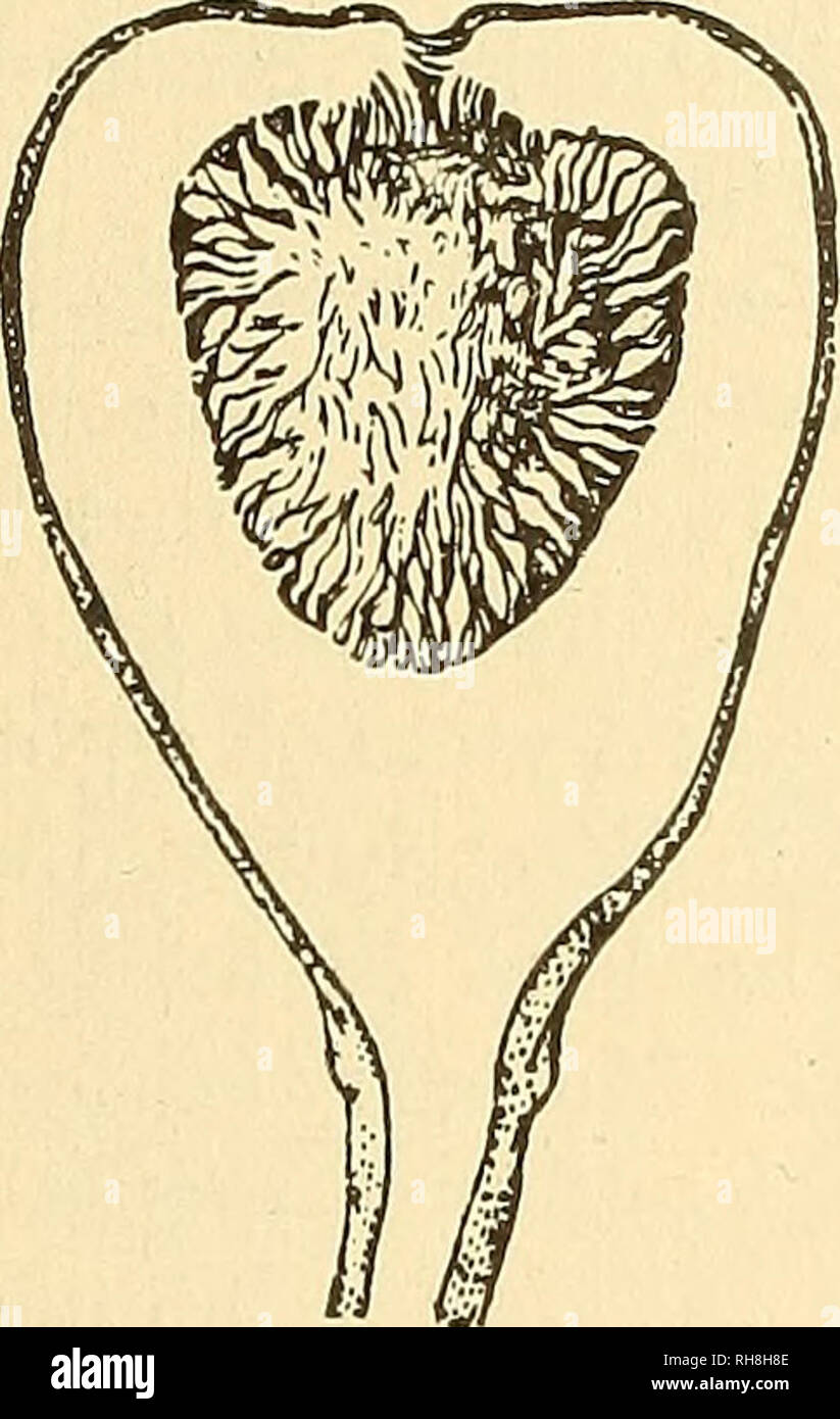 . Botany for high schools and colleges. Botany. Fig. 390. Fig. 391. Fig ...