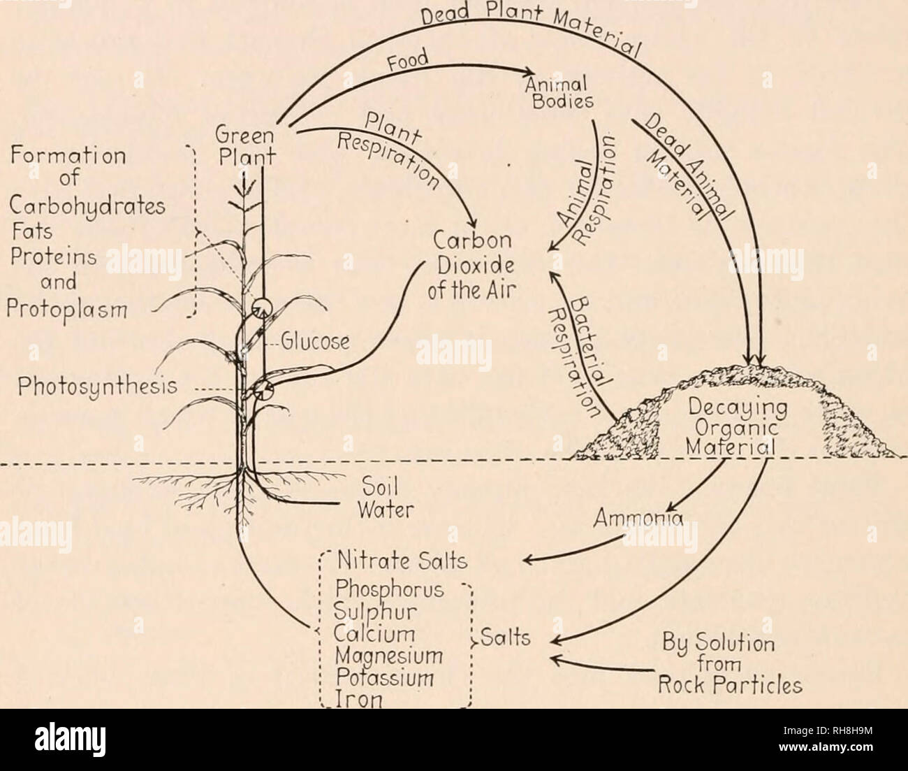 Chemical Potential Energy In Food