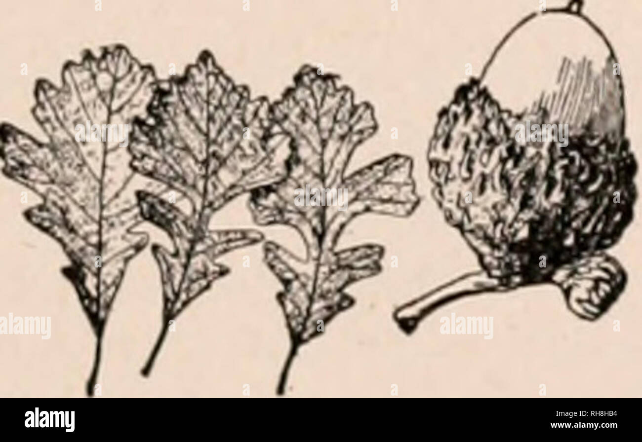 Quercus alba acorn hi-res stock photography and images - Alamy