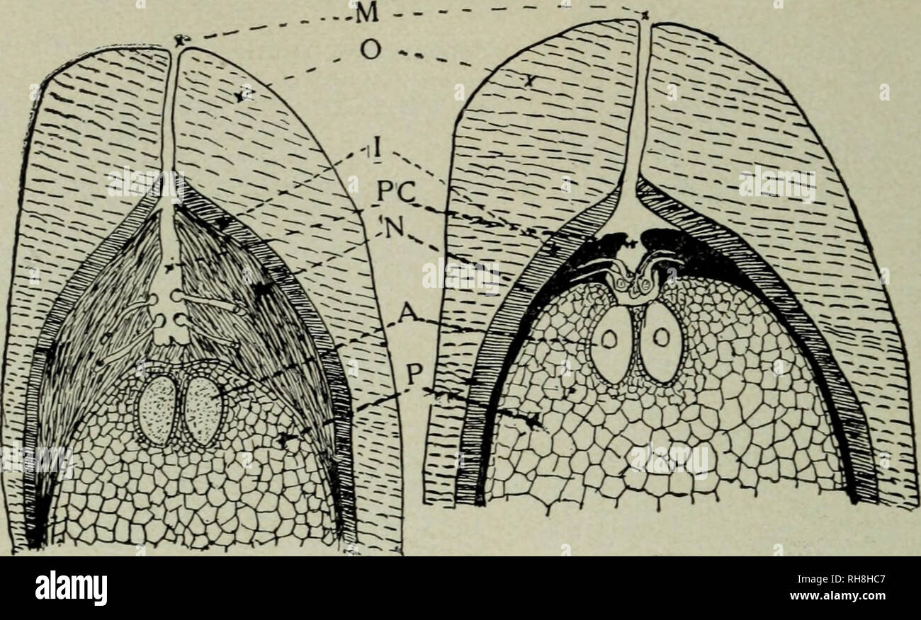 . Botany for high schools. Botany. 370 GENERAL MORPHOLOGY OF PLANTS ...