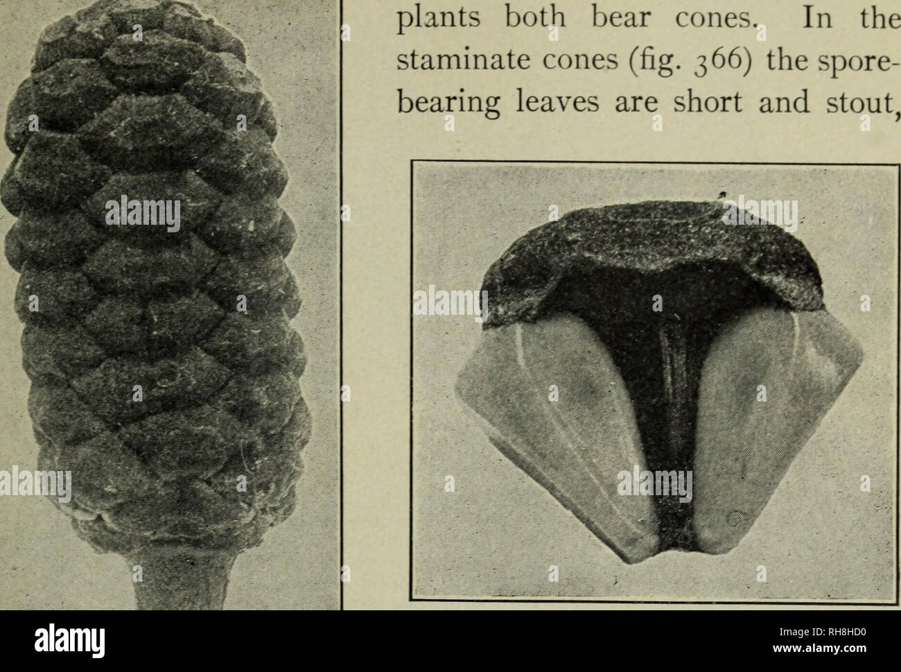 . Botany for high schools. Botany. THE GYMNOSPERMS 369 533. Zamia ...