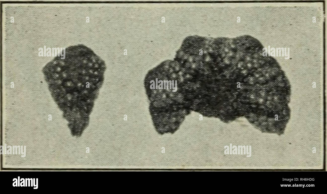 . Botany for high schools. Botany. Fig- 364. Fig. 365. Macrosf orangium ...