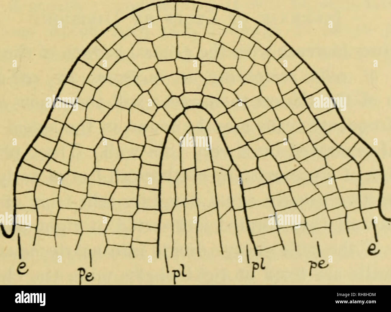 . Botany of the living plant. Botany; Plants. Fig. 7 External view of ...