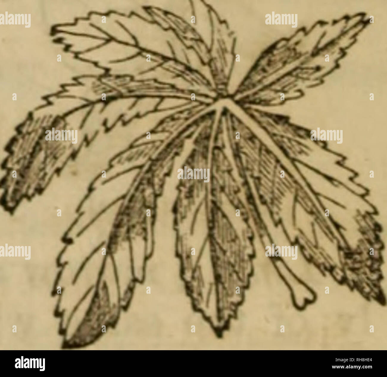Digitate leaf hi-res stock photography and images - Alamy