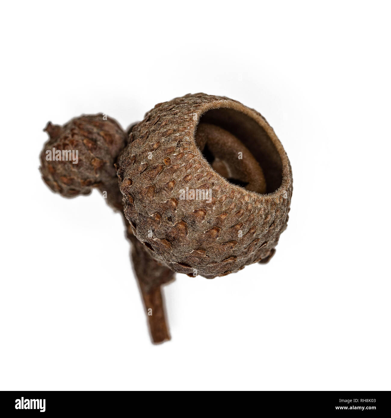 Capsule botany hi-res stock photography and images - Alamy