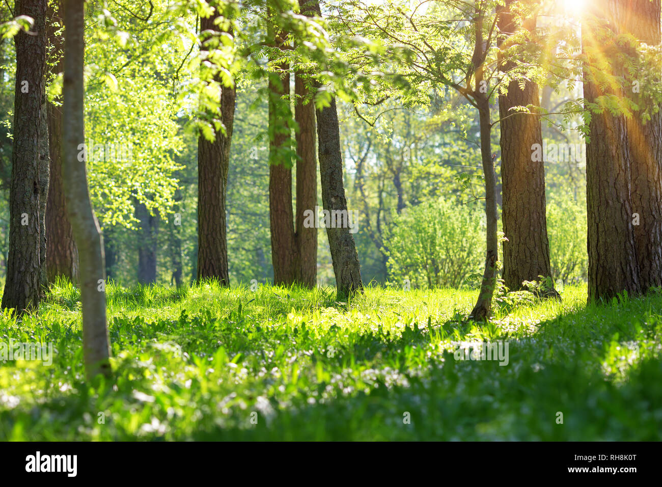 Tree foliage in morning light Stock Photo - Alamy
