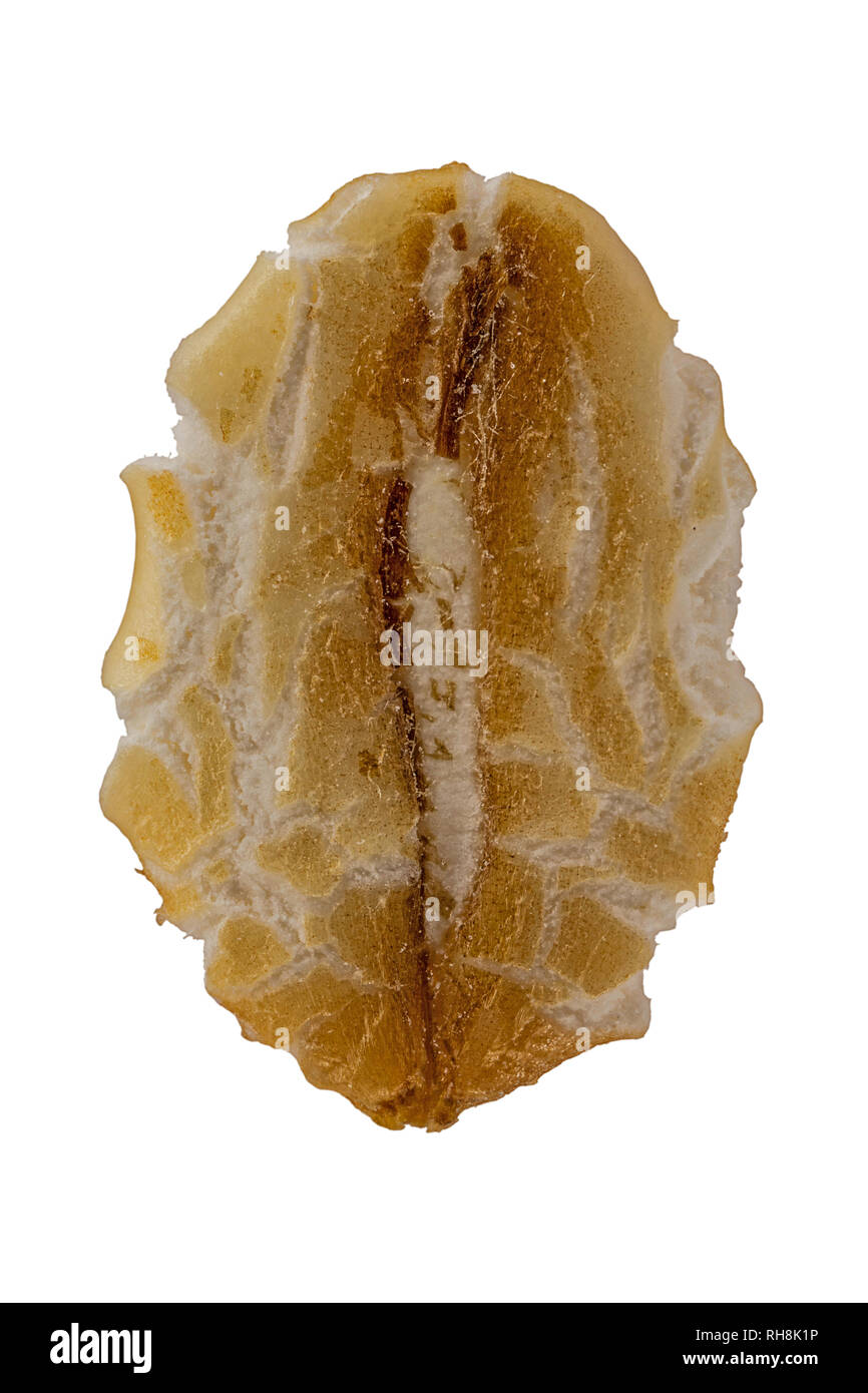 Was a germ hi-res stock photography and images - Alamy