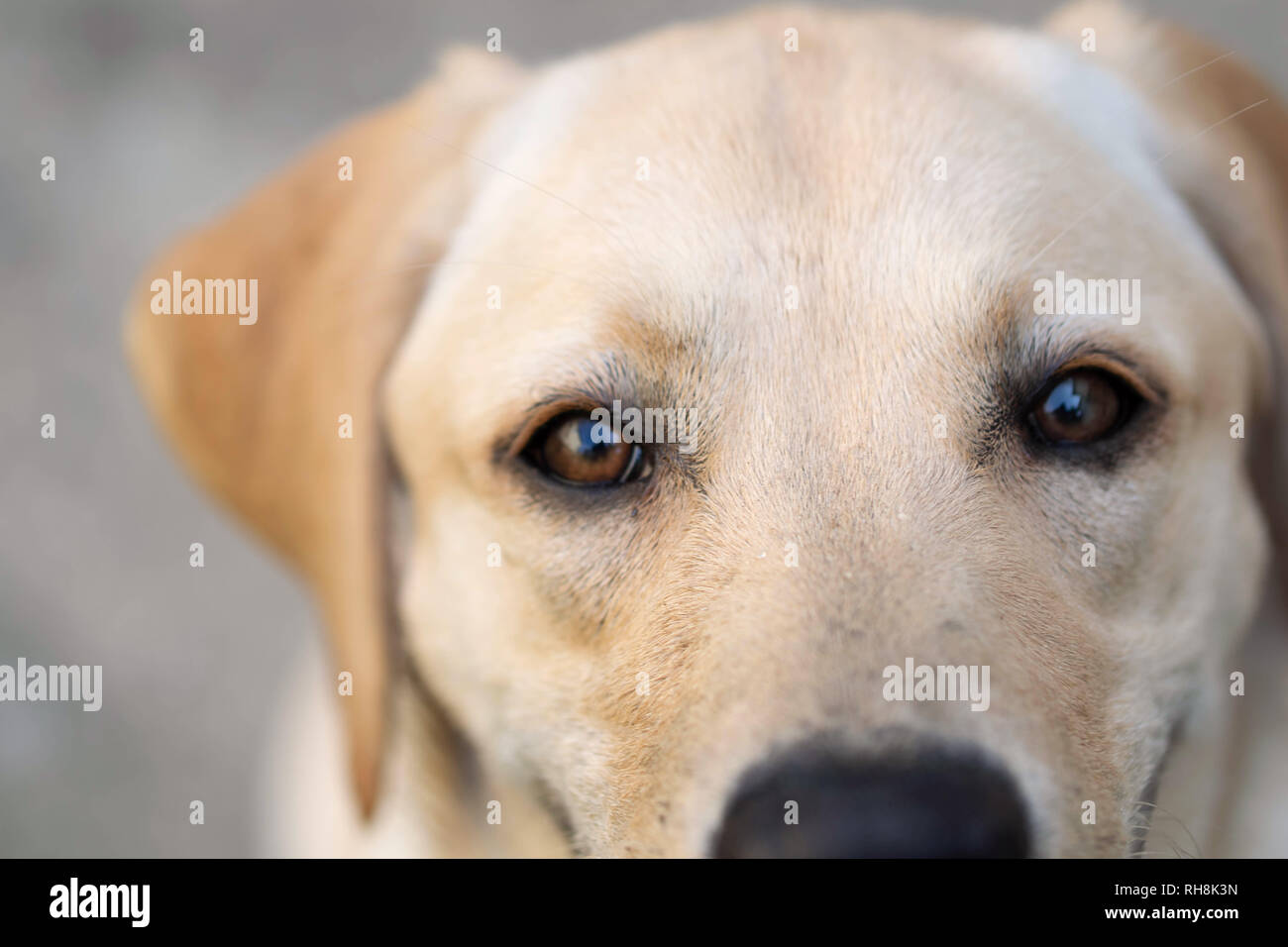 Biscuit labrador hi-res stock photography and images - Alamy