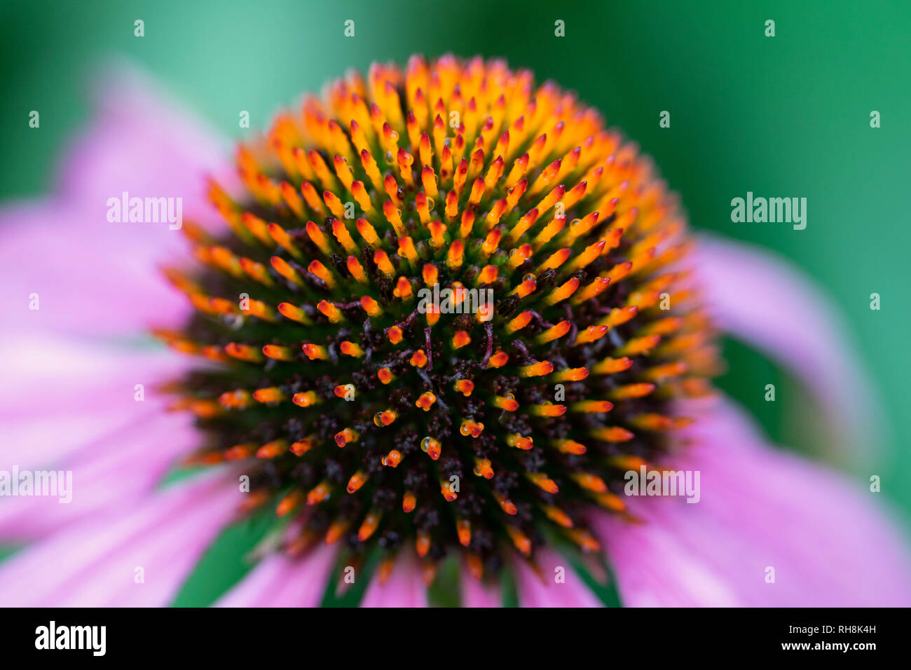 The center of a colorful flower Stock Photo - Alamy