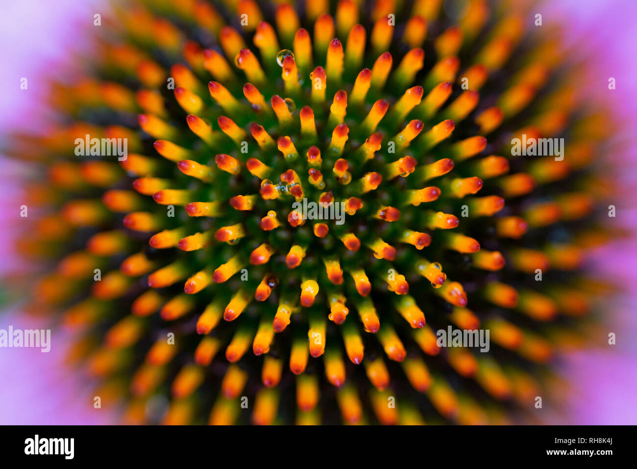 The center of a colorful flower Stock Photo - Alamy