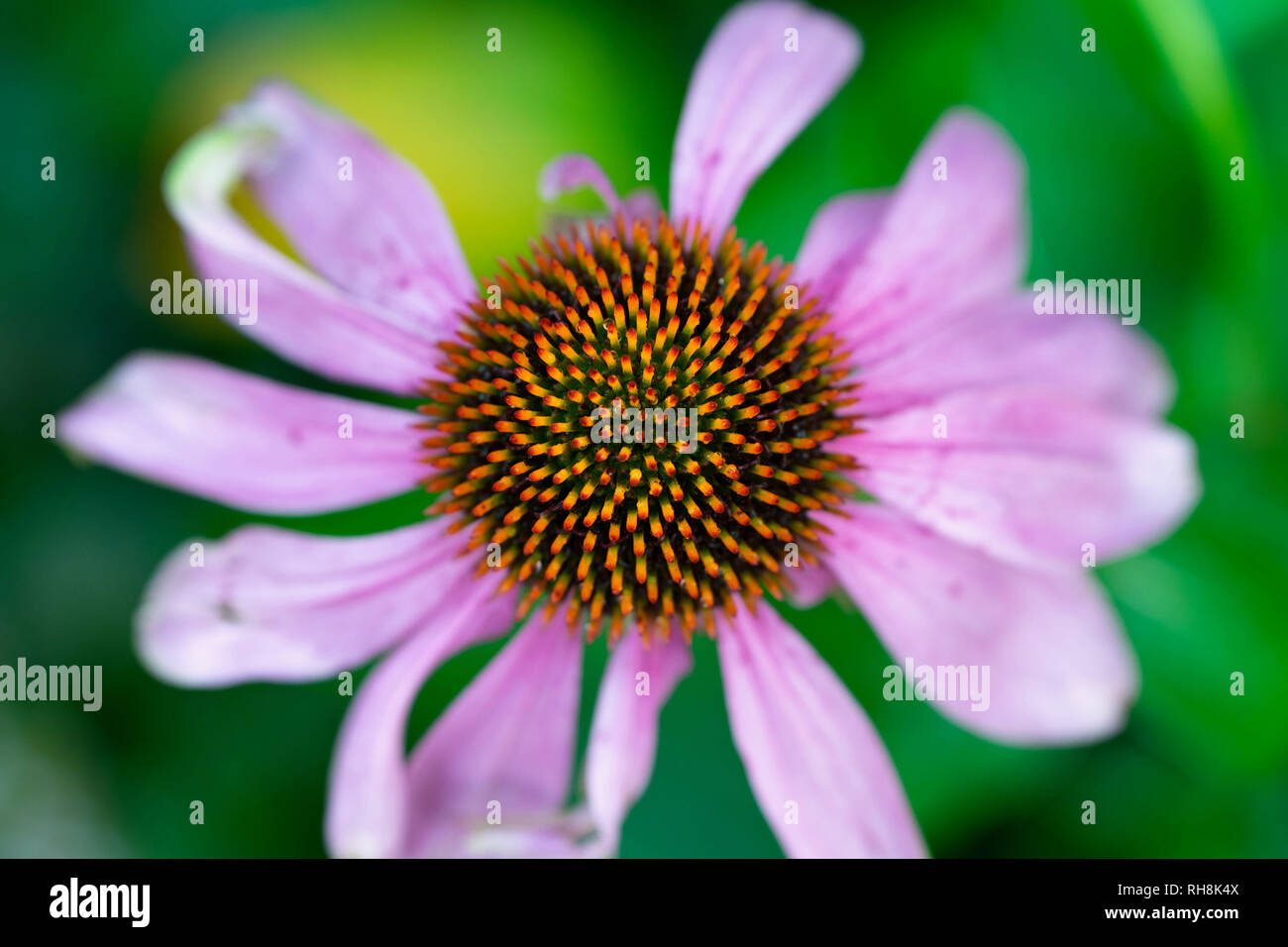 The center of a colorful flower Stock Photo - Alamy