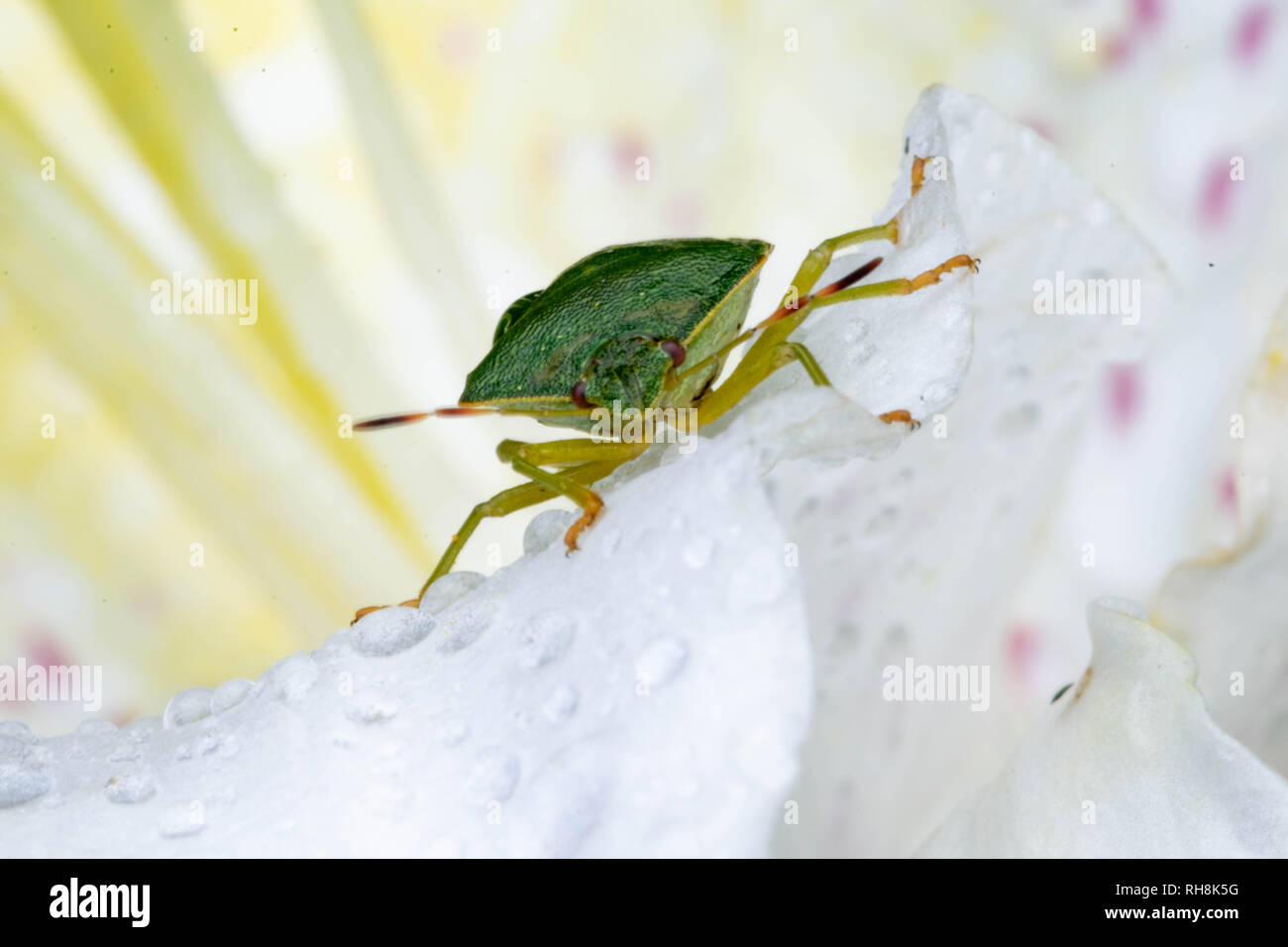 Stink bug water High Resolution Stock Photography and Images - Alamy