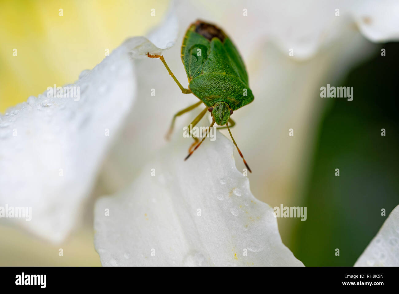 Green insect on a white flower with water drops Stock Photo - Alamy