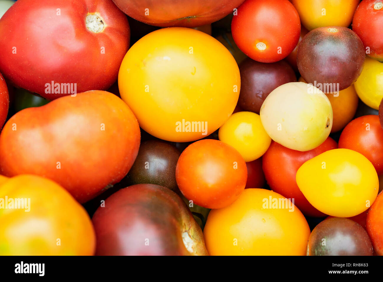 Different varieties of tomatoes of different colors, own cultivation ...