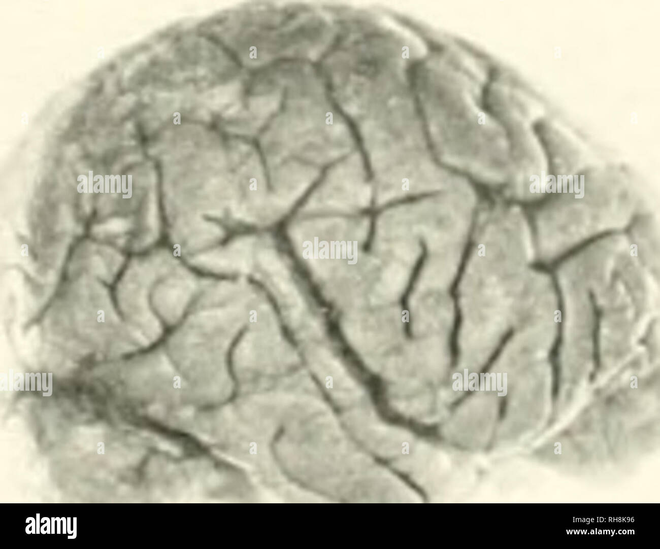 Human chimpanzee brain hi-res stock photography and images - Alamy